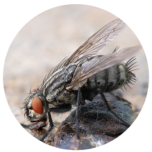 Tábanos | Tabanidae | ECONEX feromonas y trampas